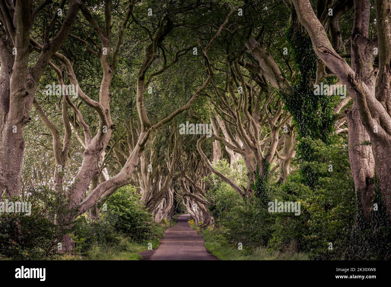 Road along beech trees in forest Stock Photo - Alamy