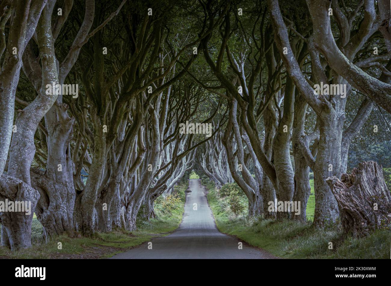 Empty road passing through trees with large branches Stock Photo - Alamy