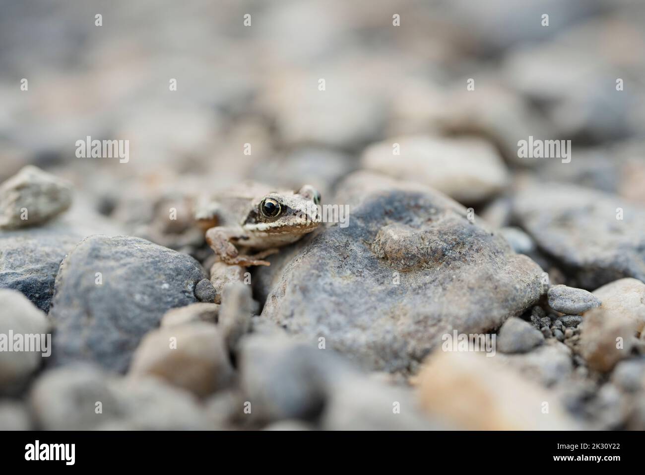 Alert frog crawling on rocks and pebbles Stock Photo - Alamy