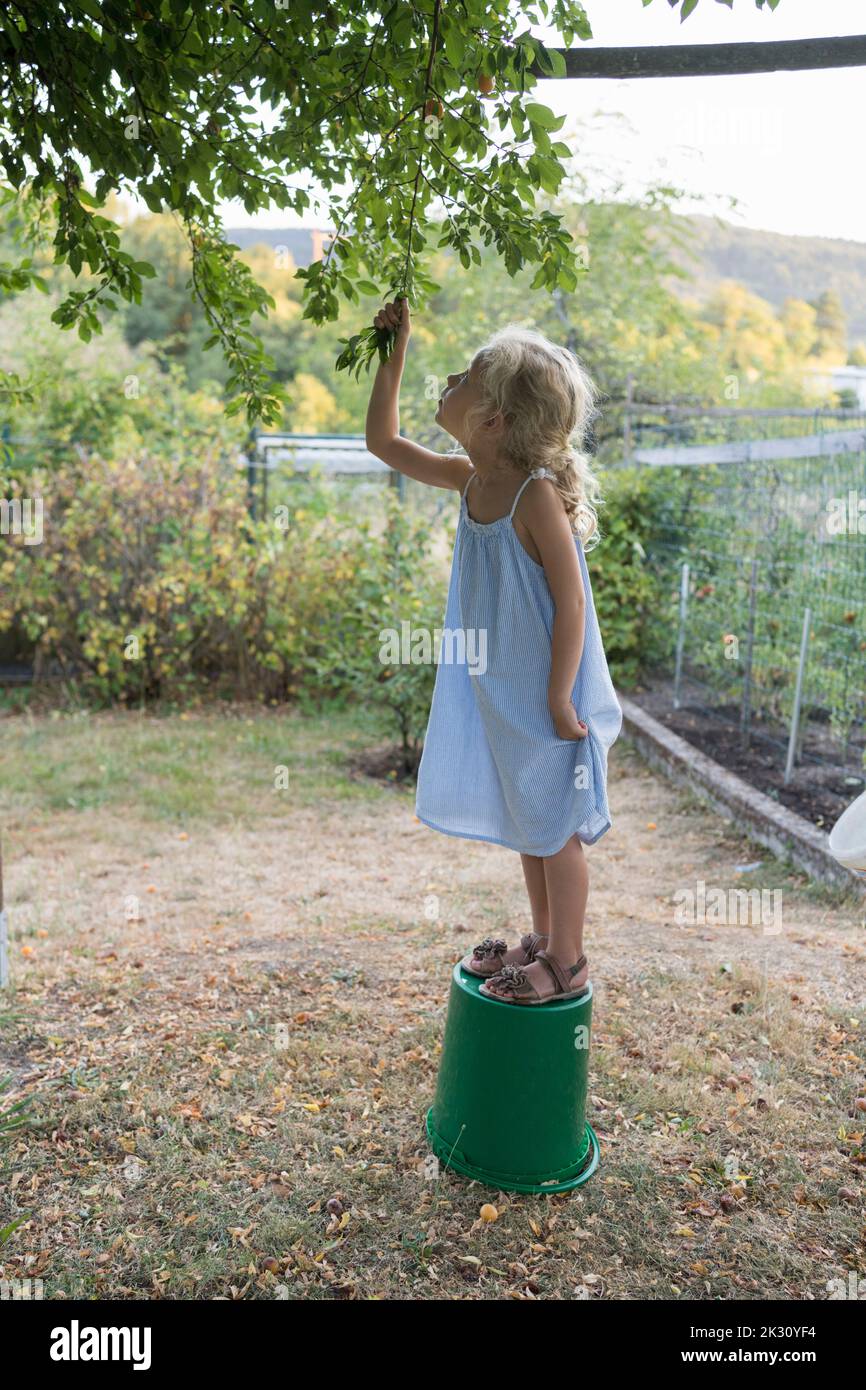 Harvesting bucket hi-res stock photography and images - Alamy