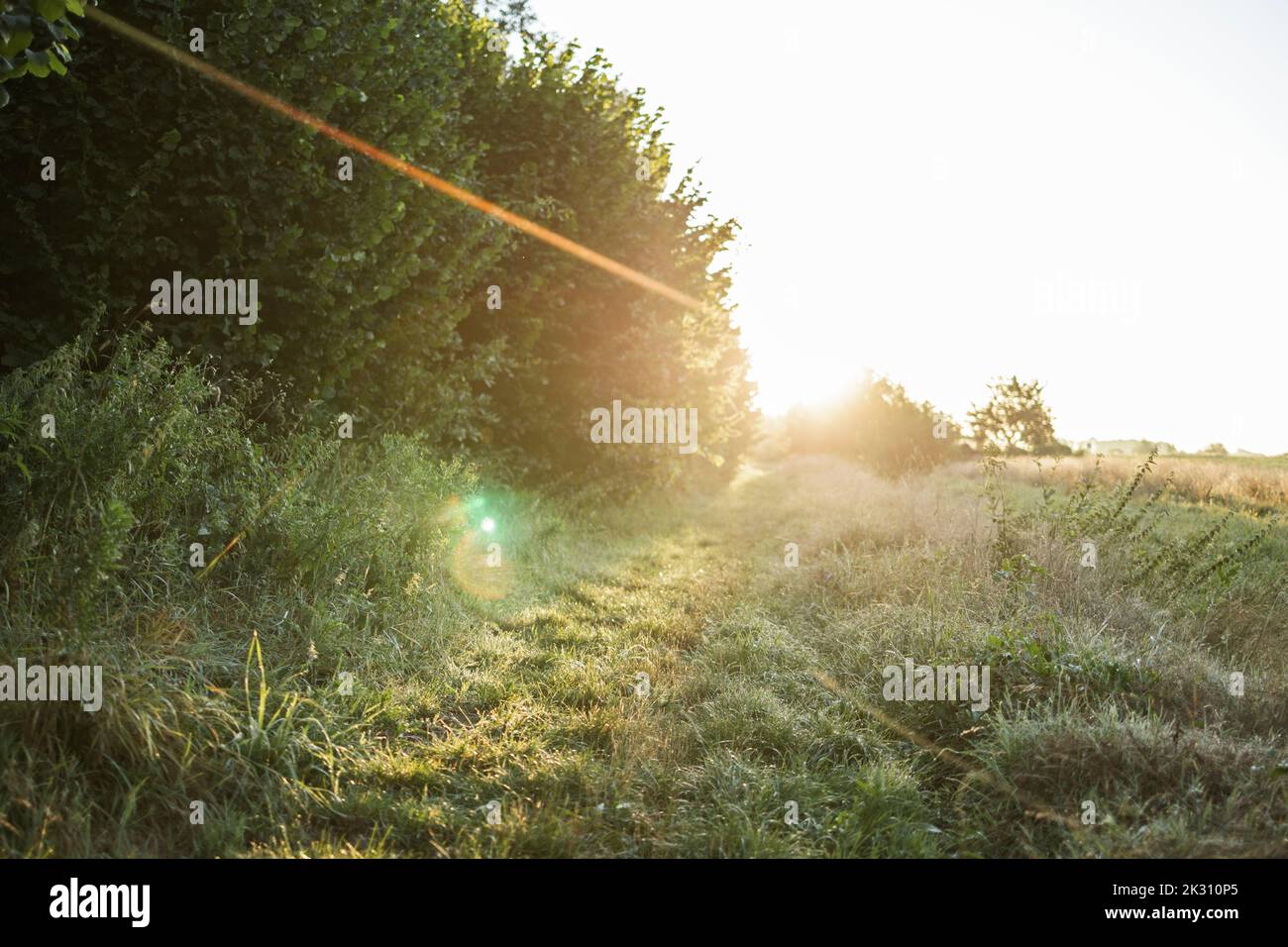 Rays of sunlight falling on meadow Stock Photo - Alamy