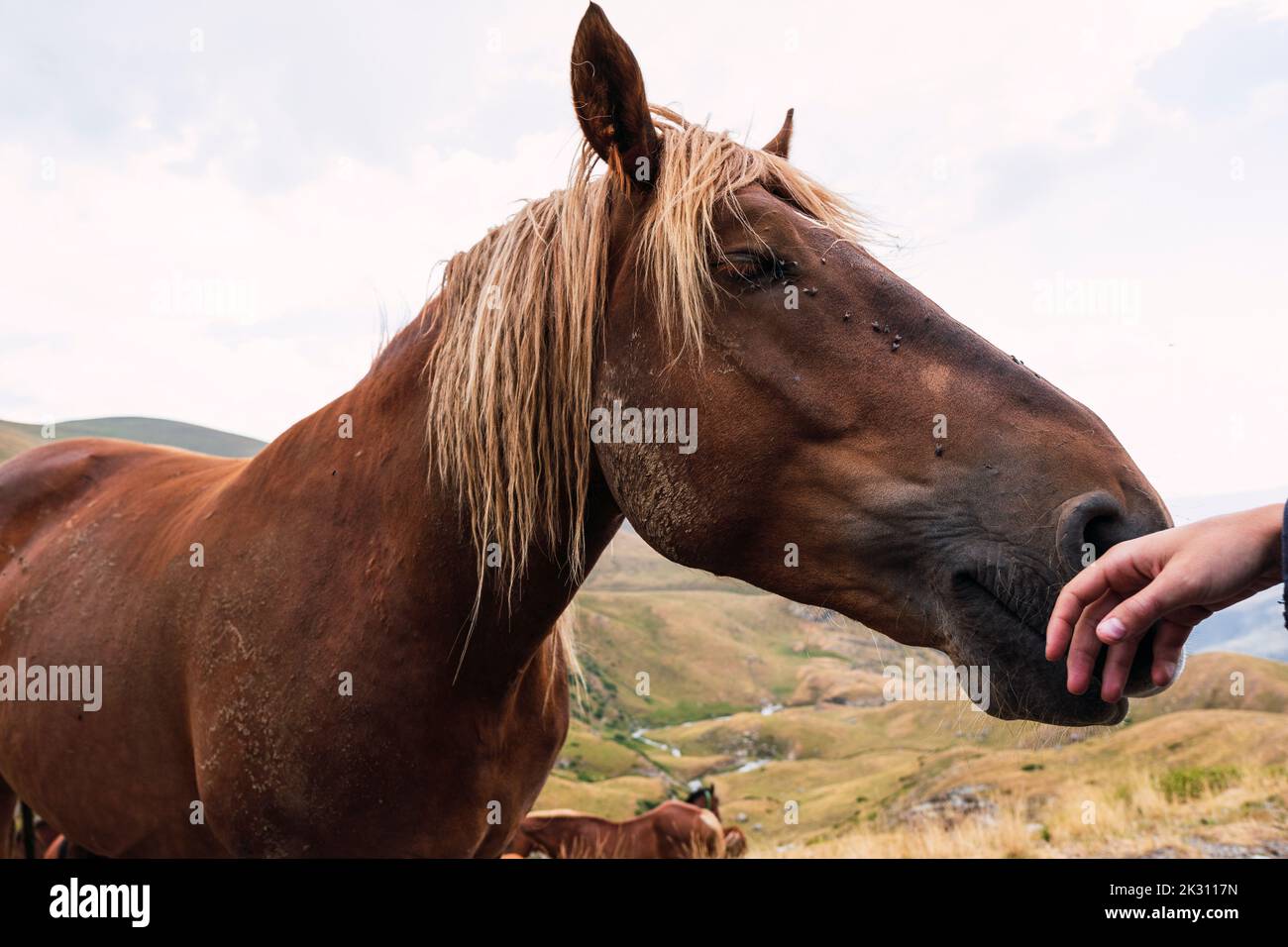 Hands on horse hi-res stock photography and images - Alamy