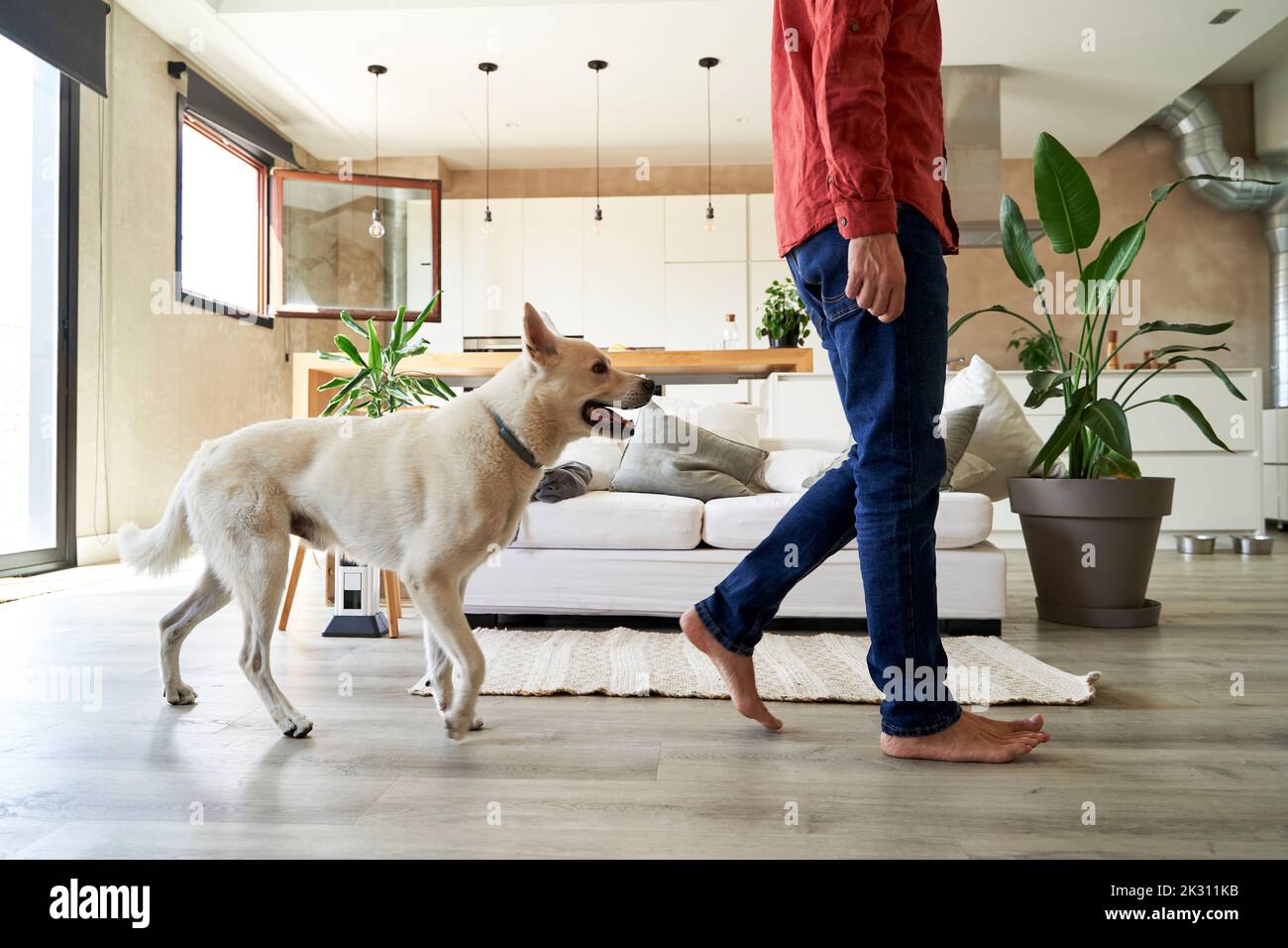 Dog following owner at home Stock Photo - Alamy