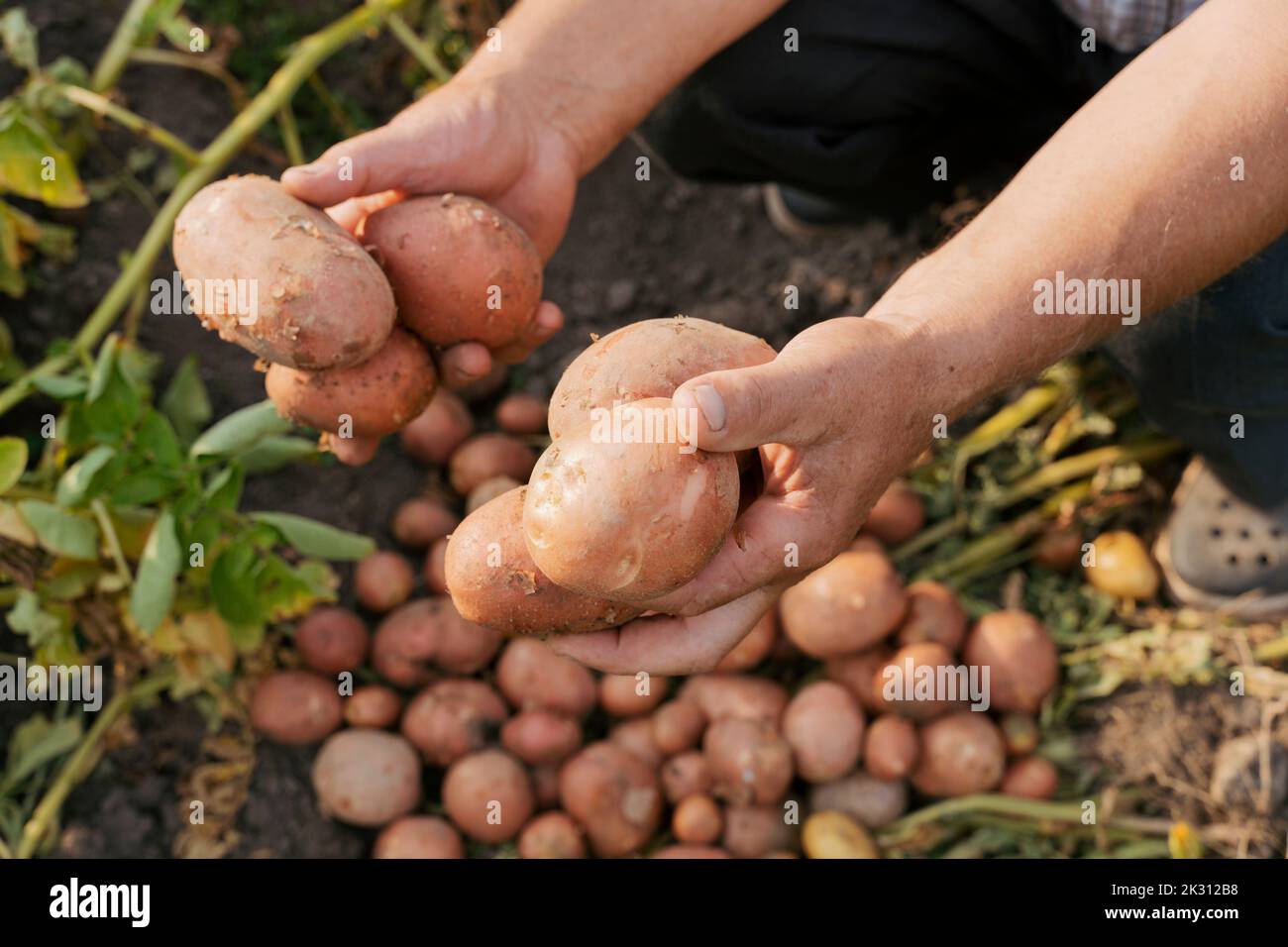 Hands potatoes hi-res stock photography and images - Alamy