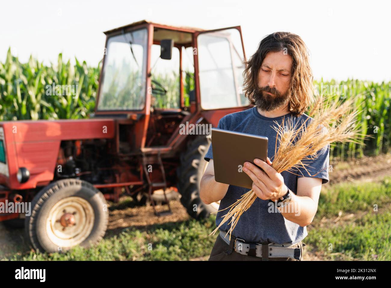 Mature farmer with wheat crops using tablet PC at farm Stock Photo - Alamy