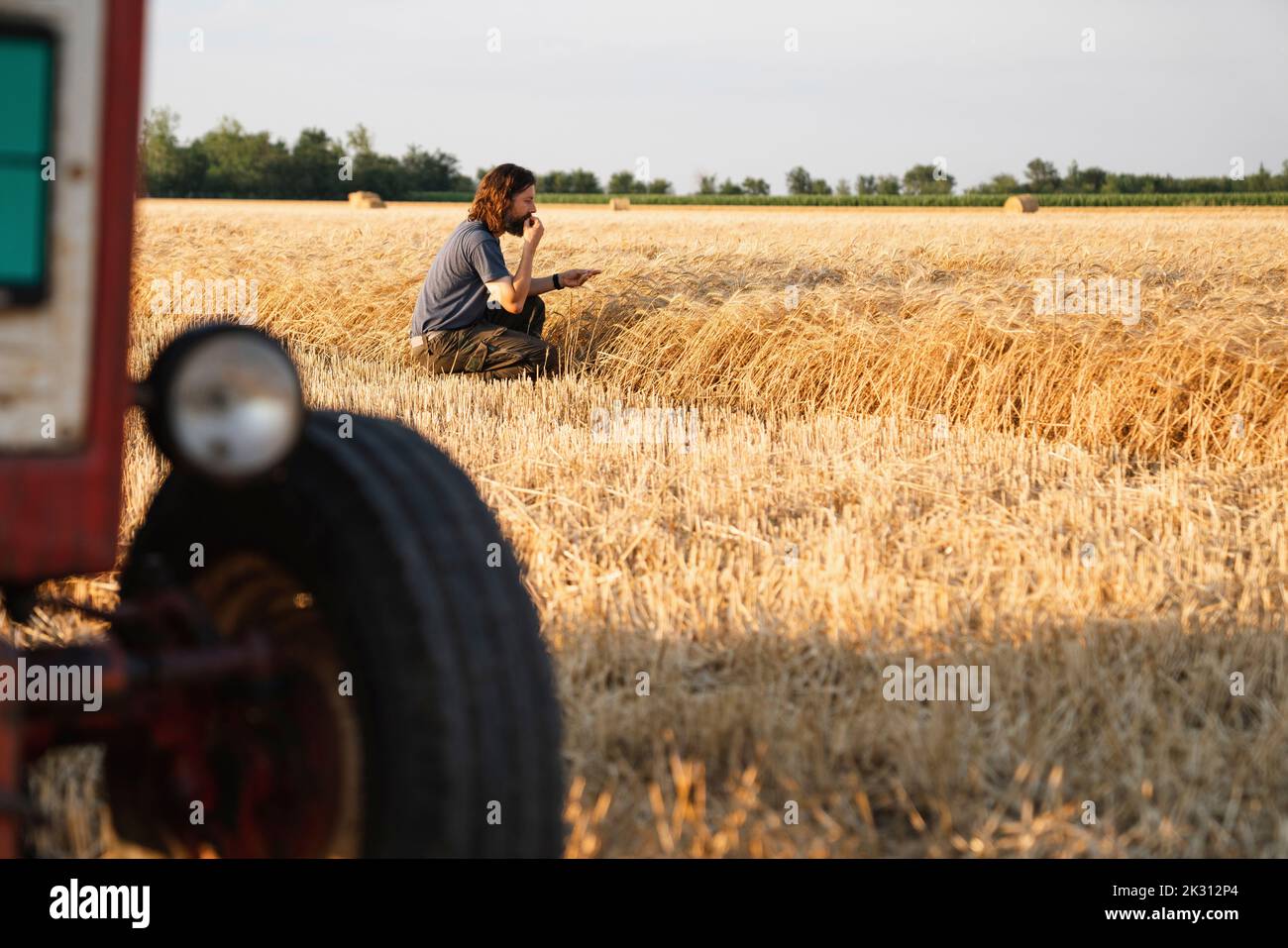Farmer eating wheat crouching in farm on sunny day Stock Photo - Alamy