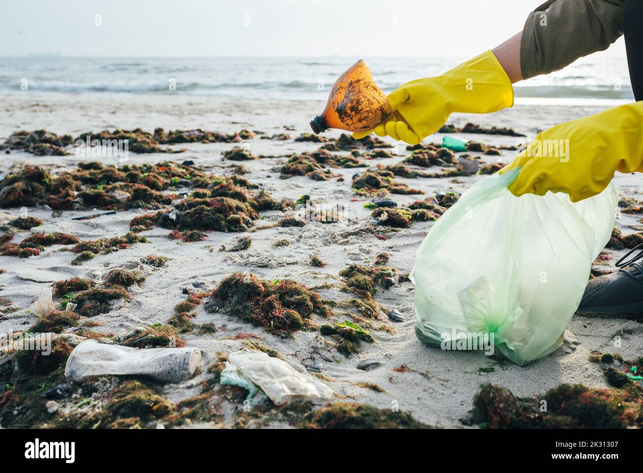 Hand's of woman collecting plastic bottle waste in garbage bag at beach ...