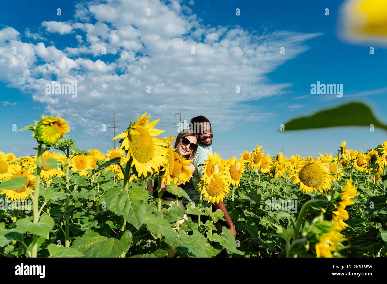 Back of sunflower hi-res stock photography and images - Alamy