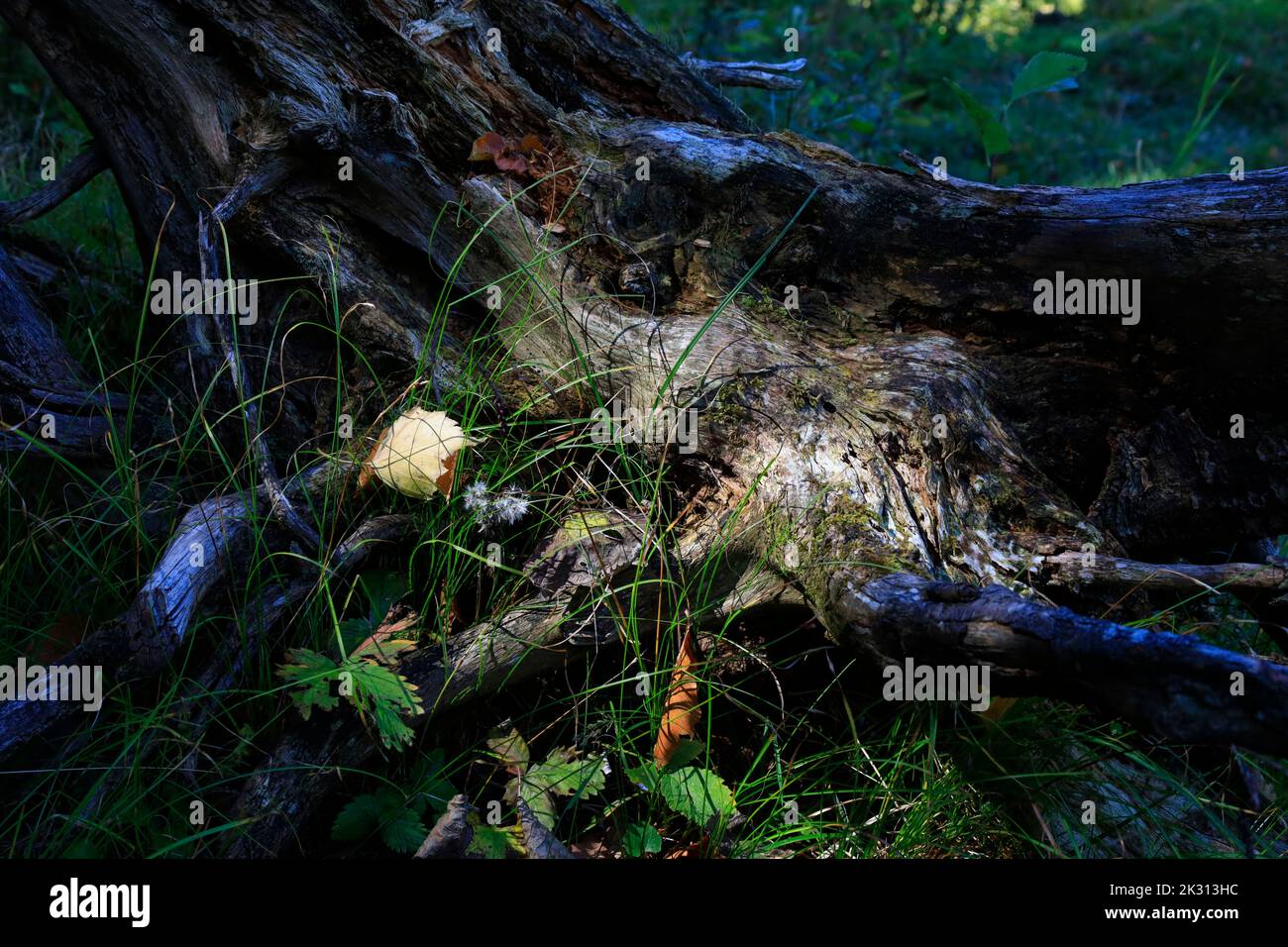 Growing grass tree hi-res stock photography and images - Alamy