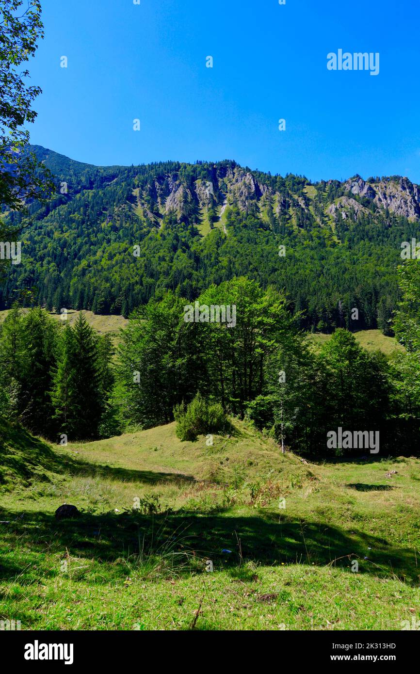 Germany, Bavaria, Green forest in Bavarian Alps Stock Photo - Alamy