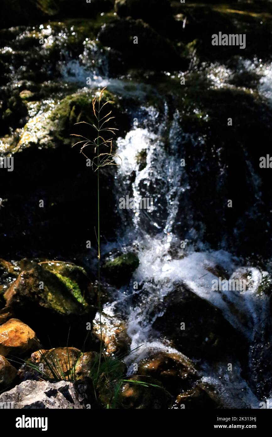 Stream plant hi-res stock photography and images - Alamy