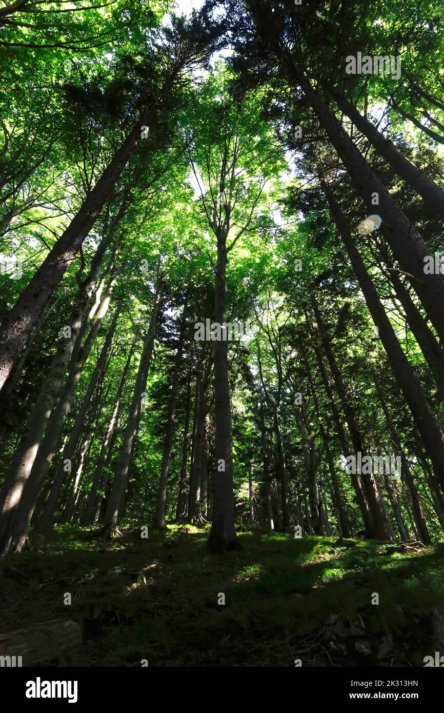 Tall forest hi-res stock photography and images - Alamy