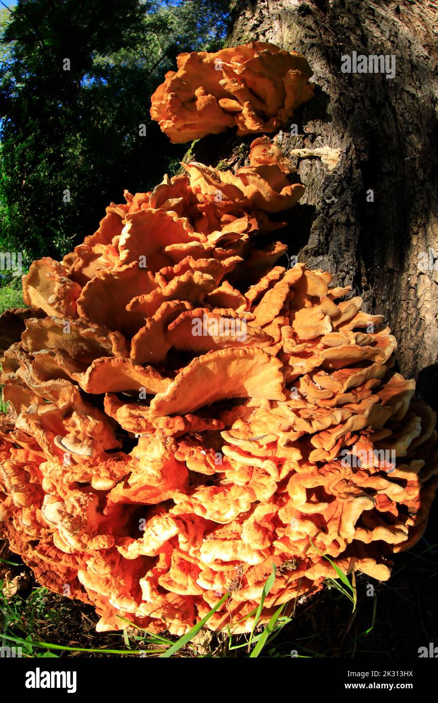 Tree trunk covered in brown mushrooms Stock Photo - Alamy