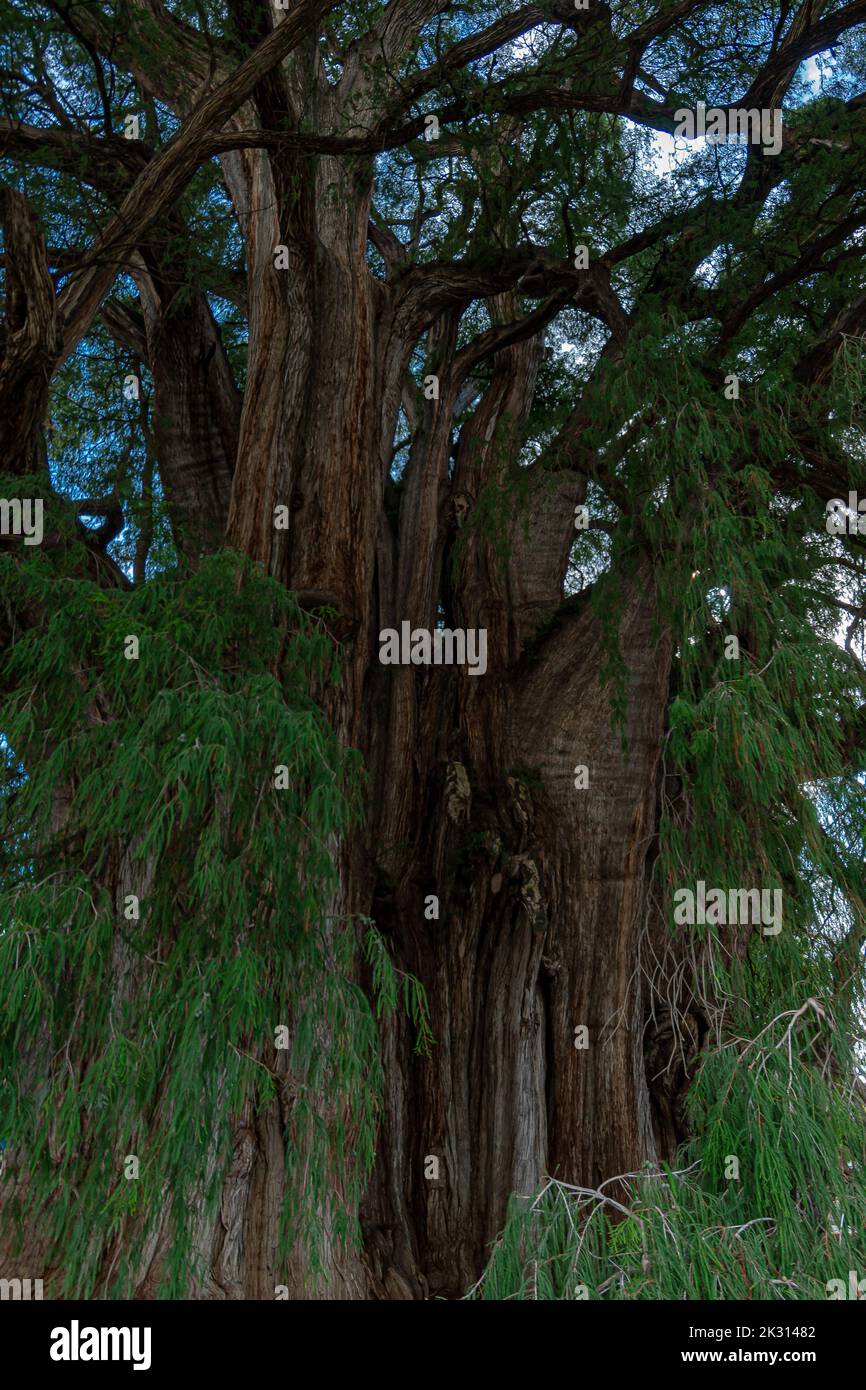 The ancient tree located at Santa Maria del Tule, Oaxaca Stock Photo ...