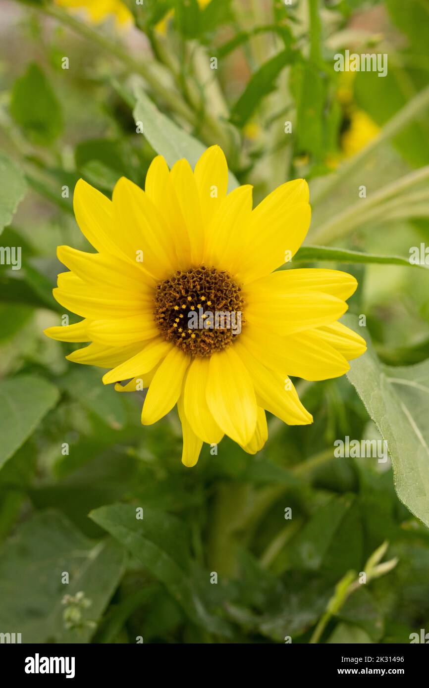 Fresh yellow sunflower grown on plant Stock Photo - Alamy