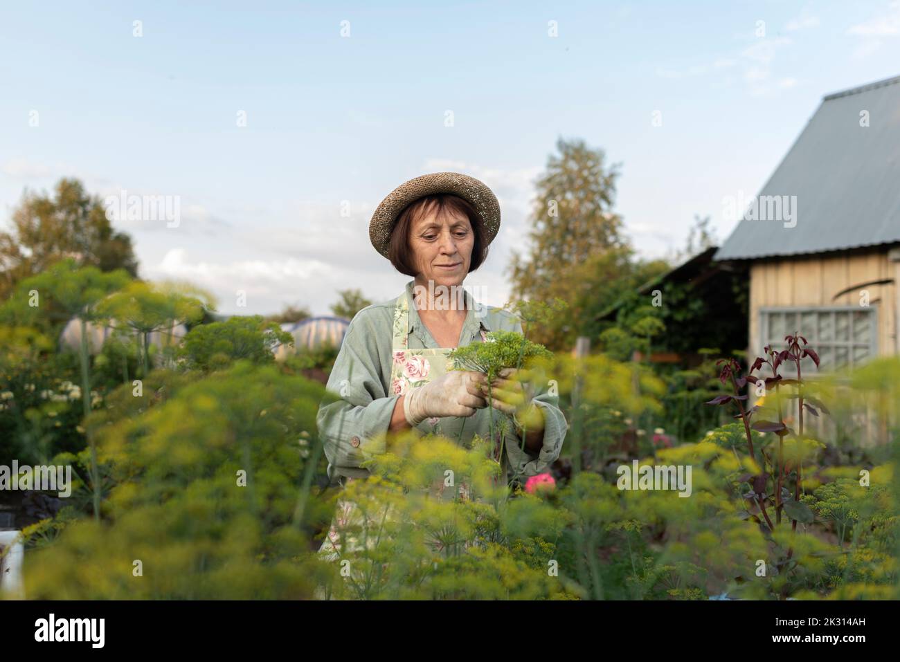 Fresh food from garden hi-res stock photography and images - Alamy