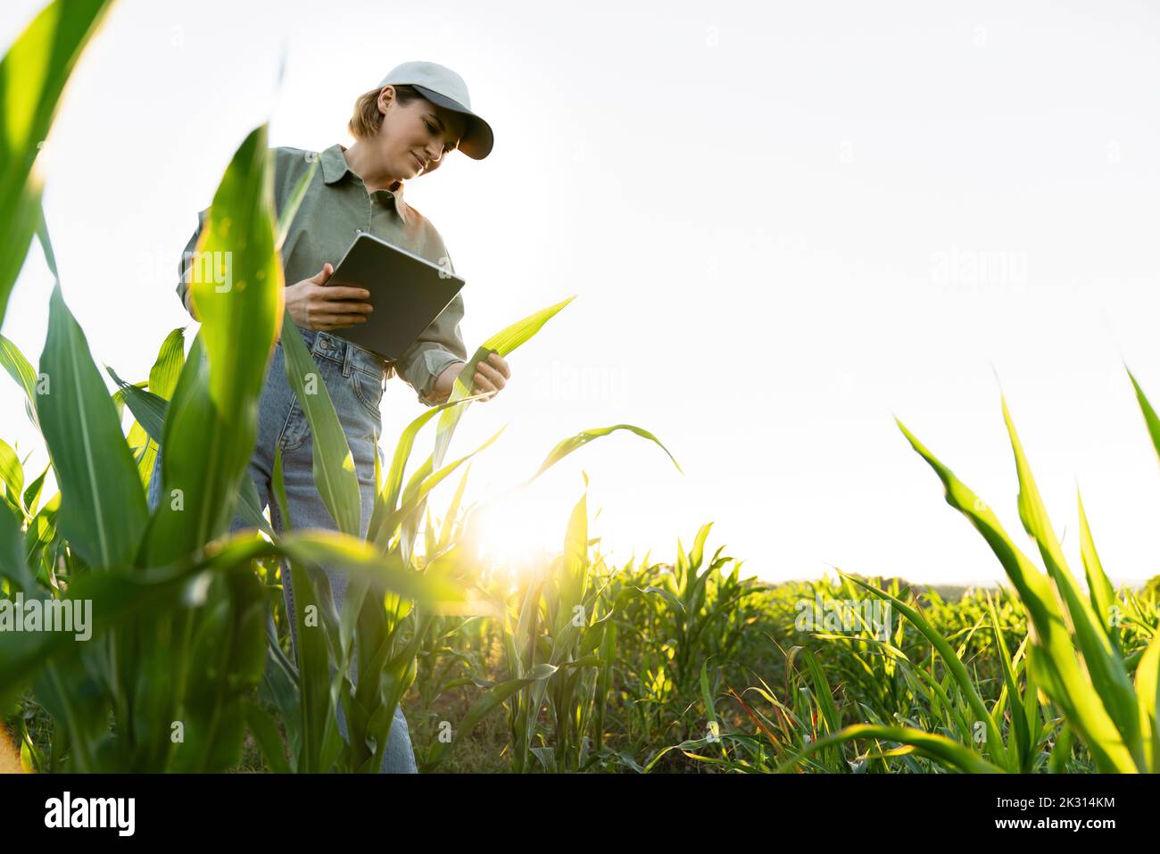 Maize plant hi-res stock photography and images - Alamy