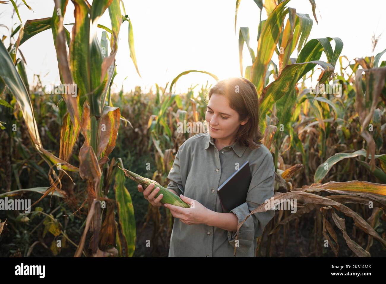 Maize plant hi-res stock photography and images - Alamy