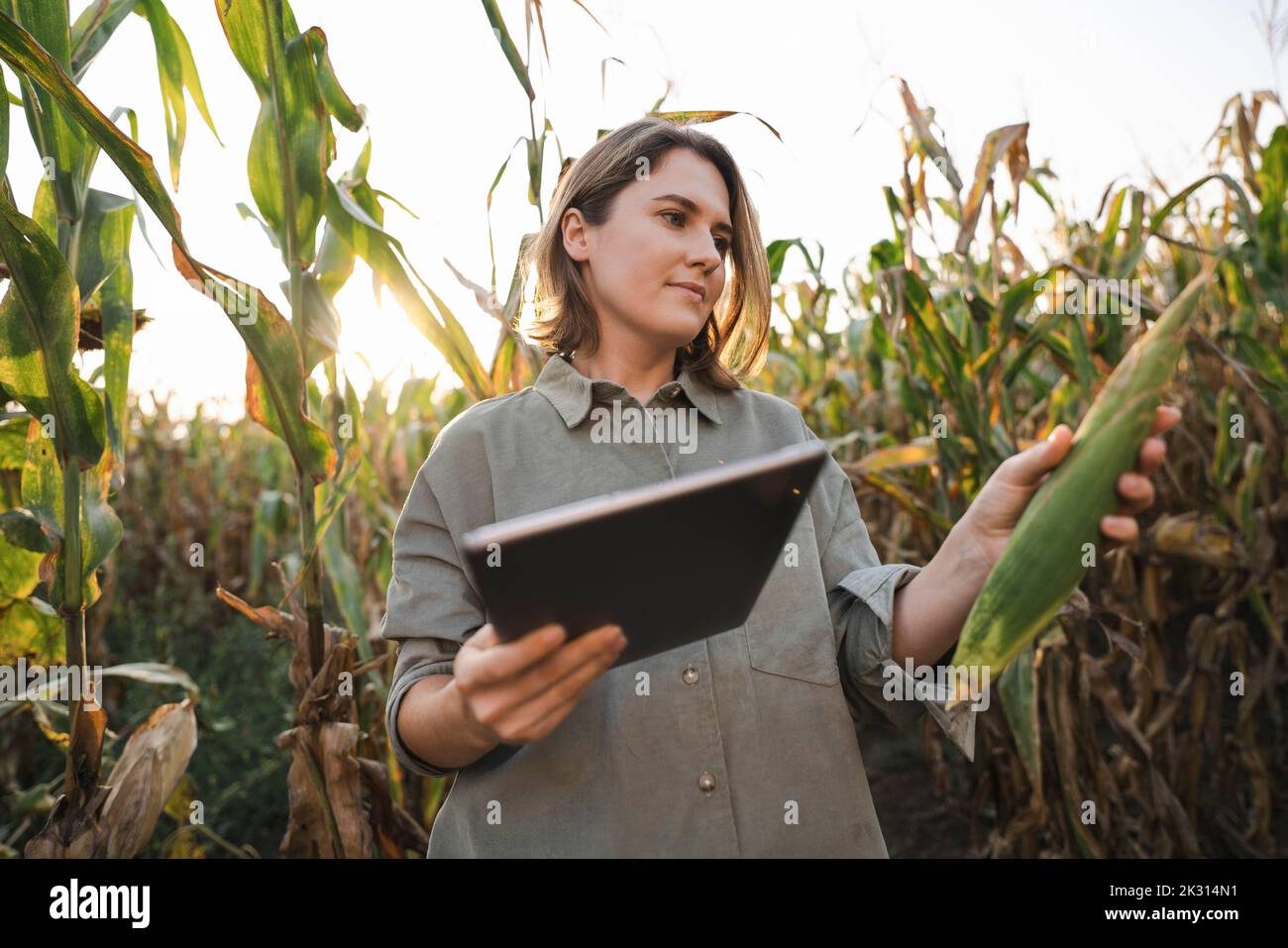 Maize plant hi-res stock photography and images - Alamy