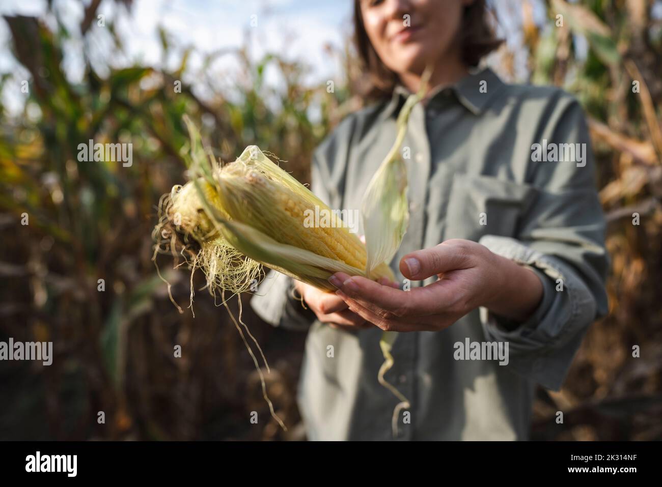 Woman checking corn on the cob hi-res stock photography and images - Alamy