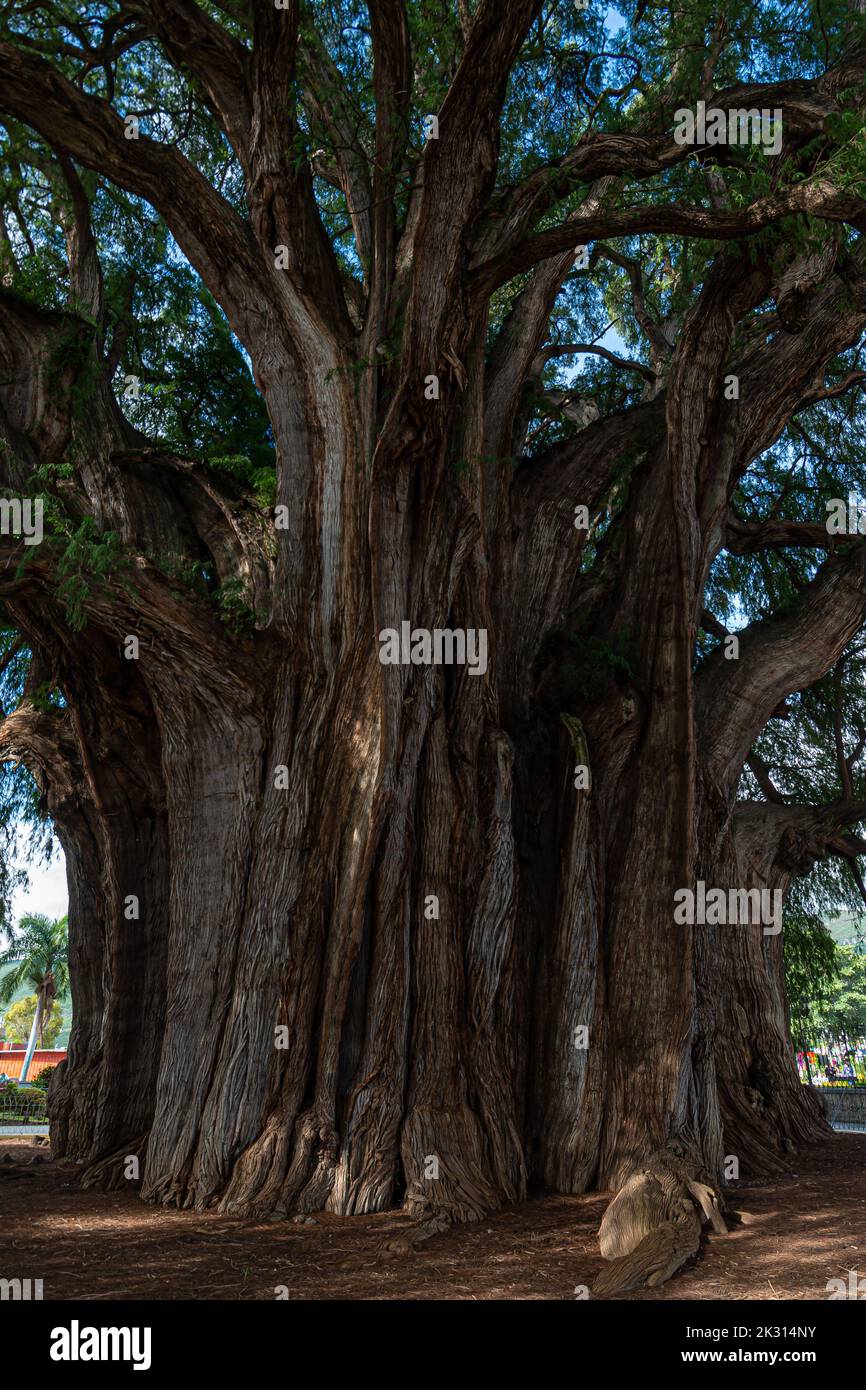The ancient tree located at Santa Maria del Tule, Oaxaca Stock Photo ...