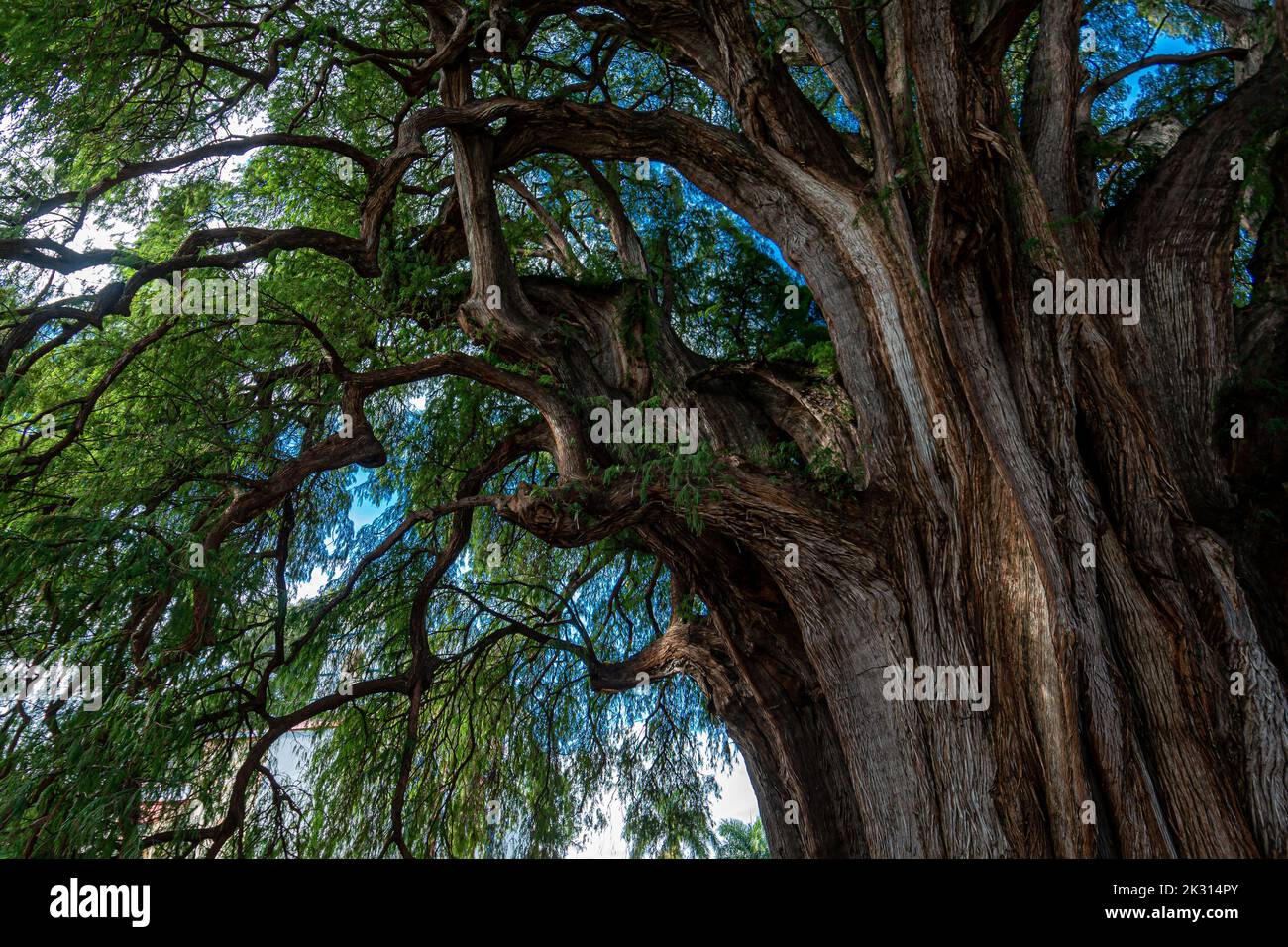 The ancient tree located at Santa Maria del Tule, Oaxaca Stock Photo ...