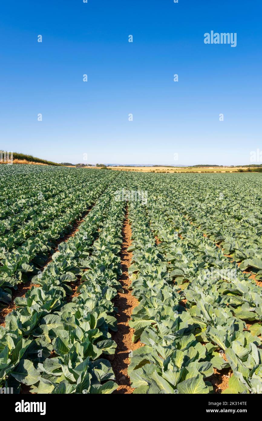 A field of brussels sprouts hi-res stock photography and images - Alamy