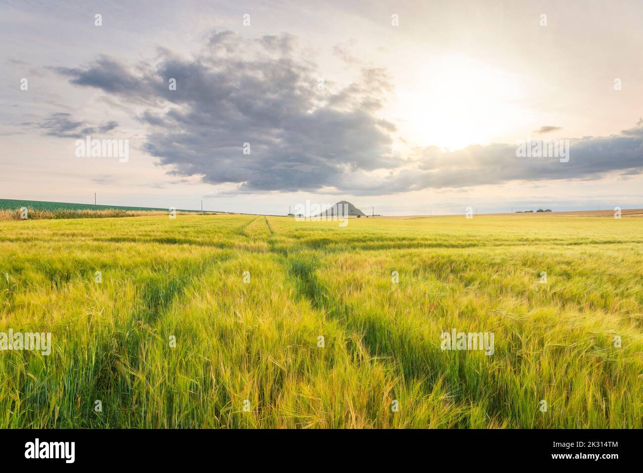 Green barley field at summer sunset Stock Photo - Alamy