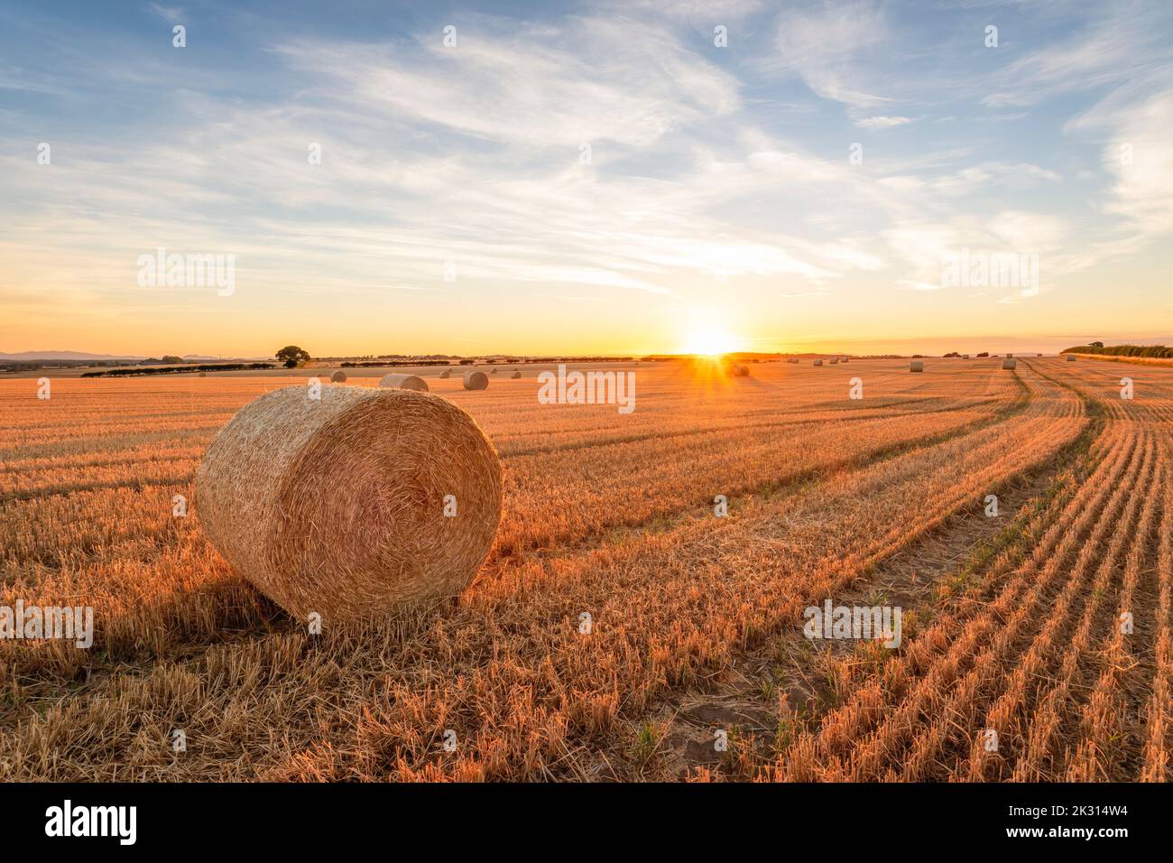 Hay bales lying in field at sunset Stock Photo - Alamy