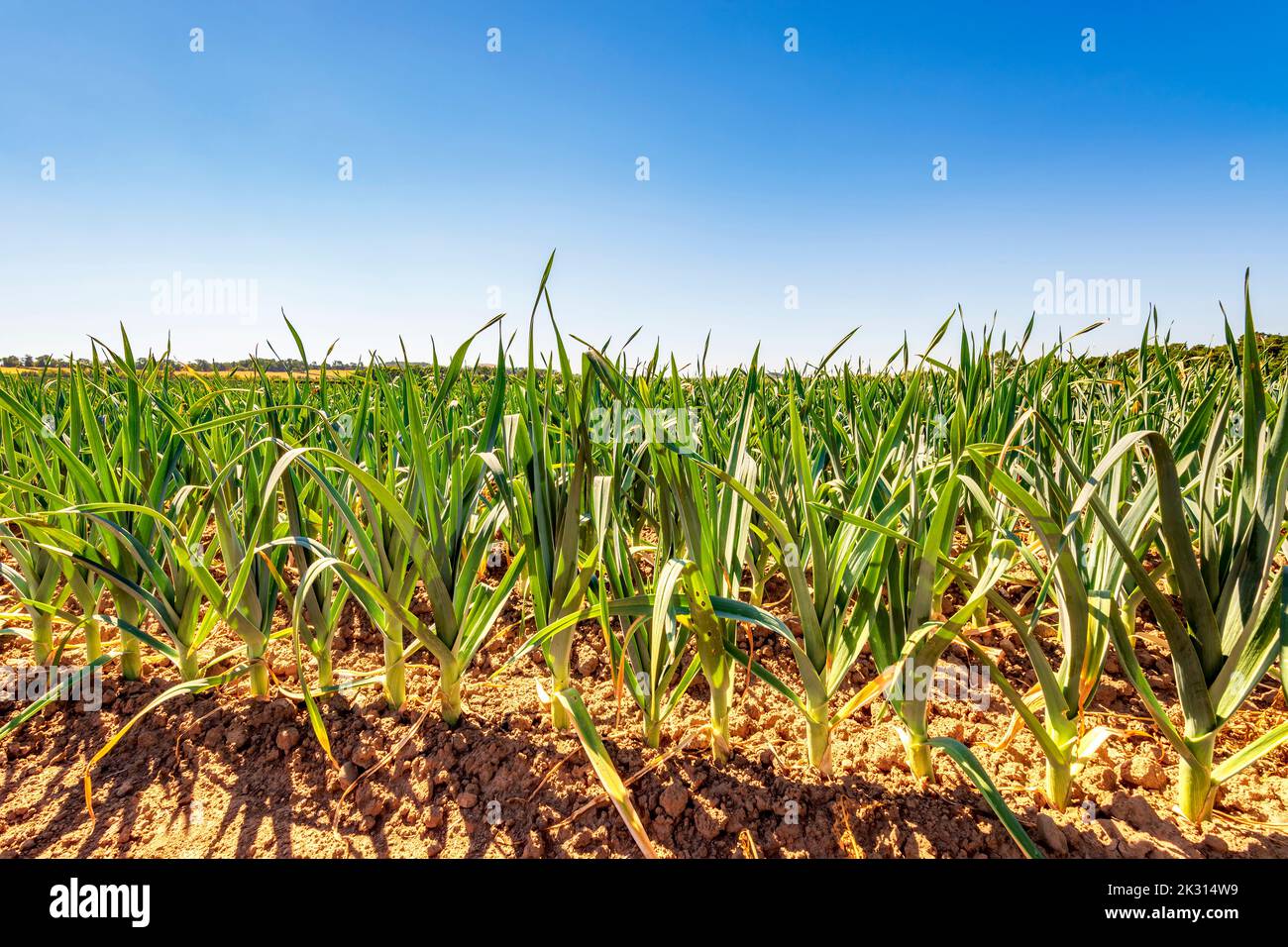 Leeks growing in summer field Stock Photo - Alamy