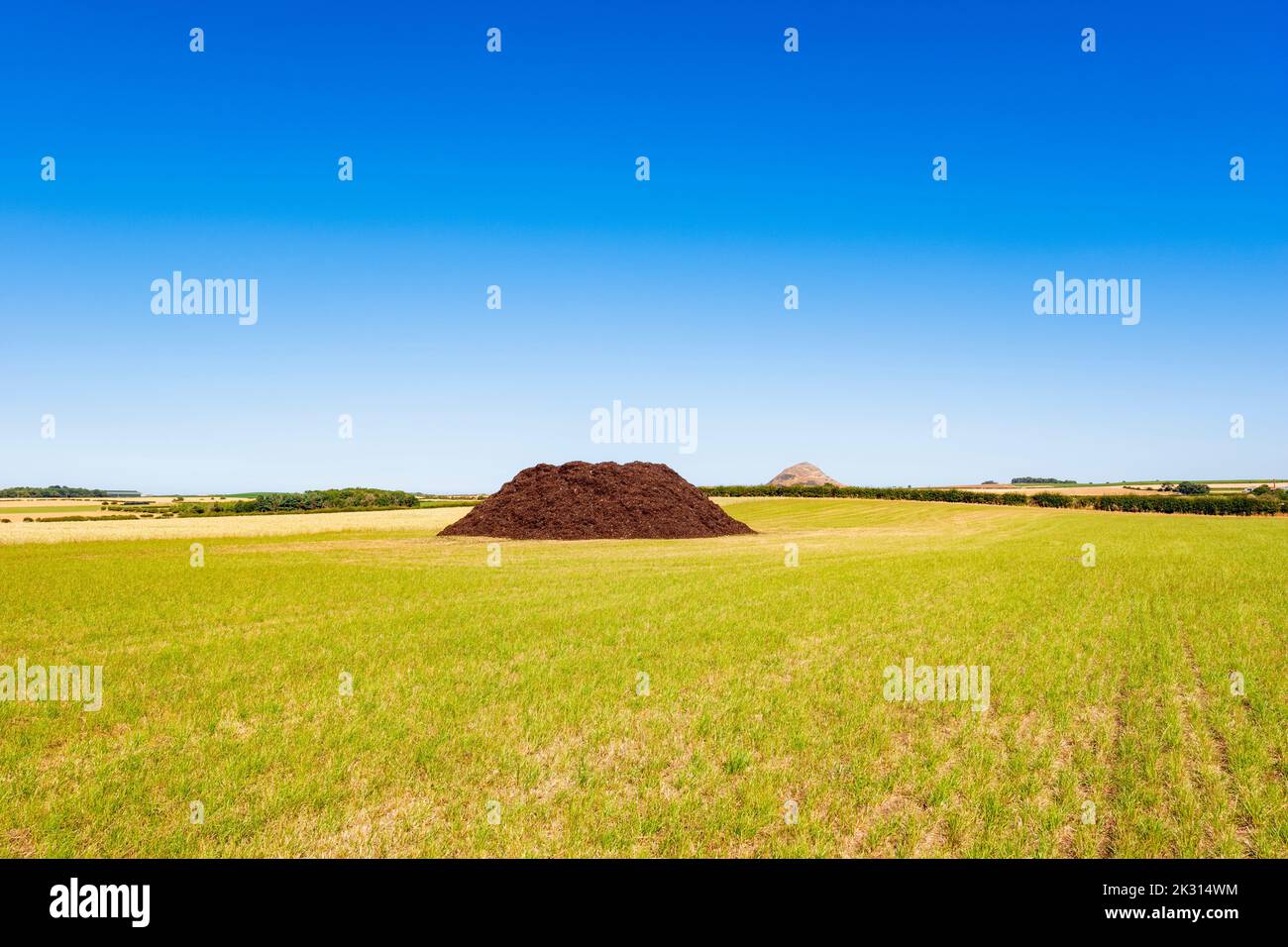 Manure pile lying in summer field Stock Photo - Alamy
