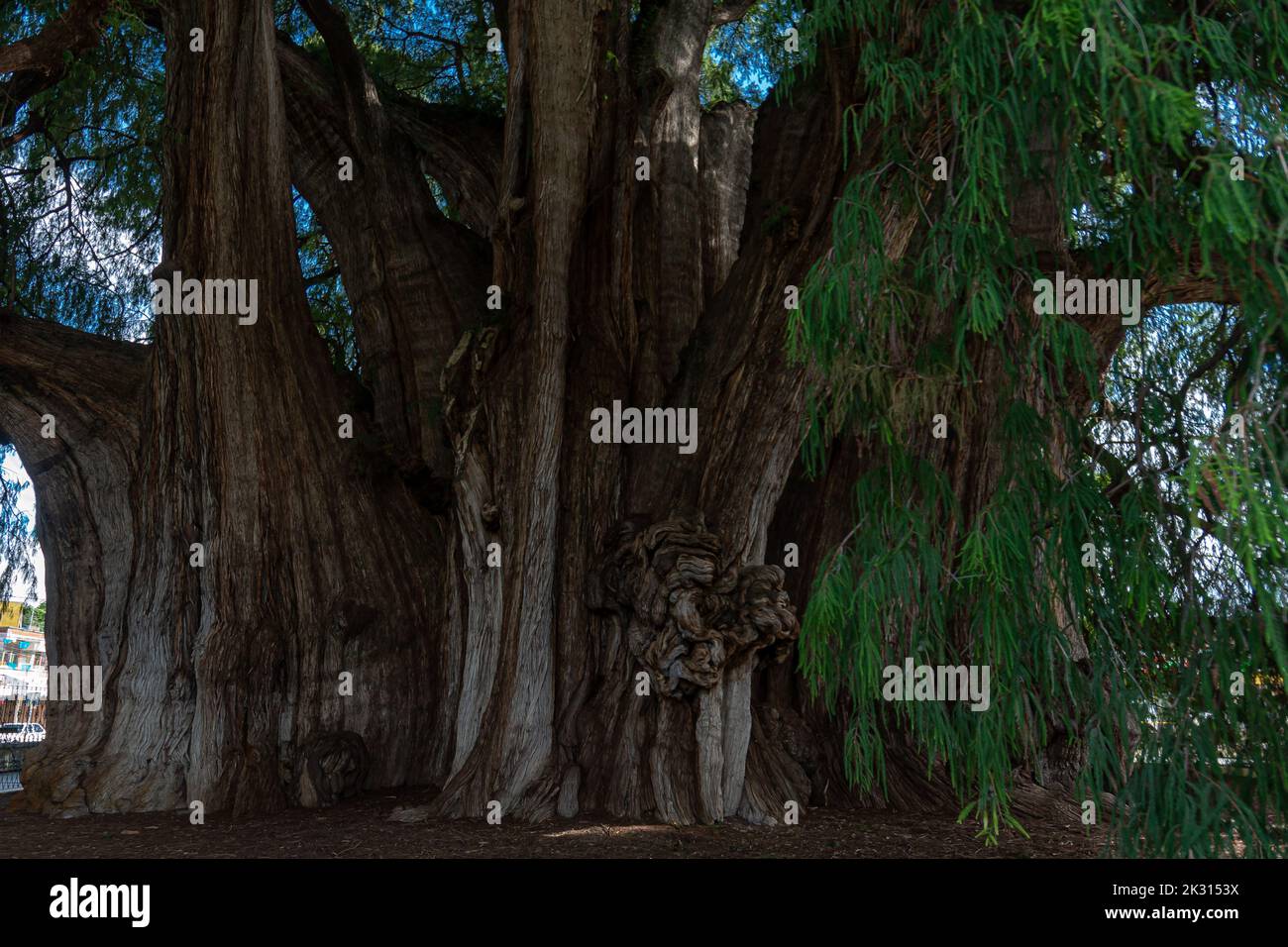 The ancient tree located at Santa Maria del Tule, Oaxaca Stock Photo ...