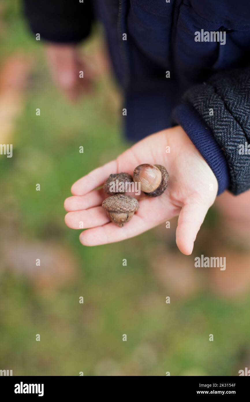 Hand of boy showing acorn Stock Photo - Alamy