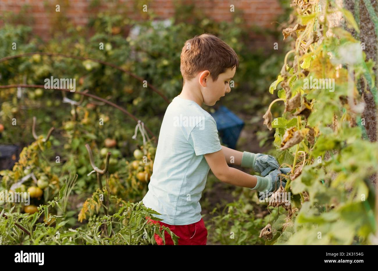 Boy working harvest hi-res stock photography and images - Alamy