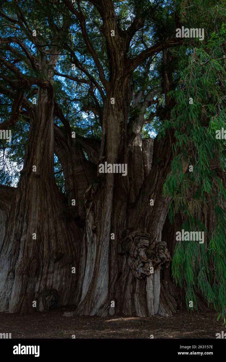 The ancient tree located at Santa Maria del Tule, Oaxaca Stock Photo ...