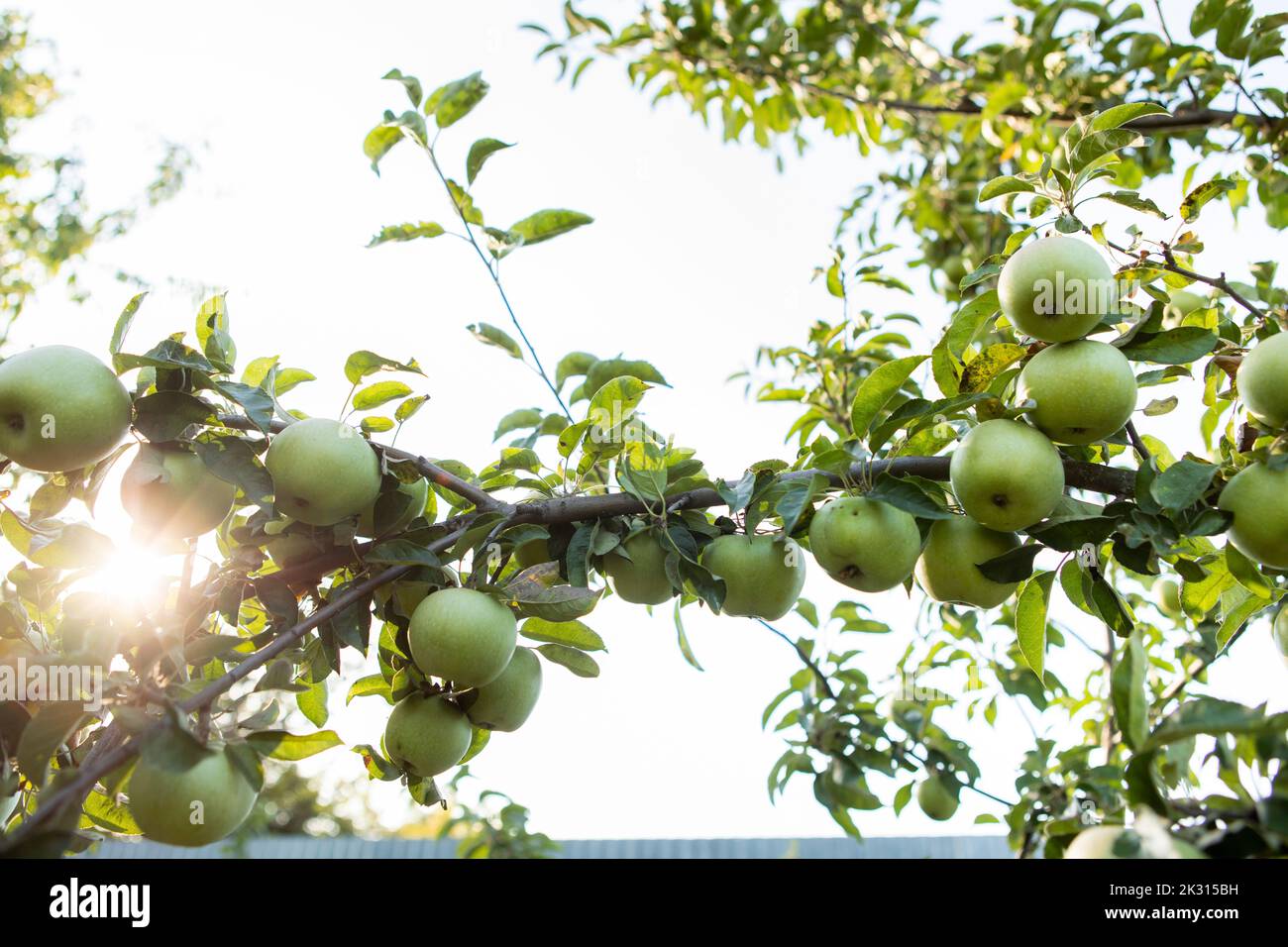 Green tree on sunny hi-res stock photography and images - Alamy