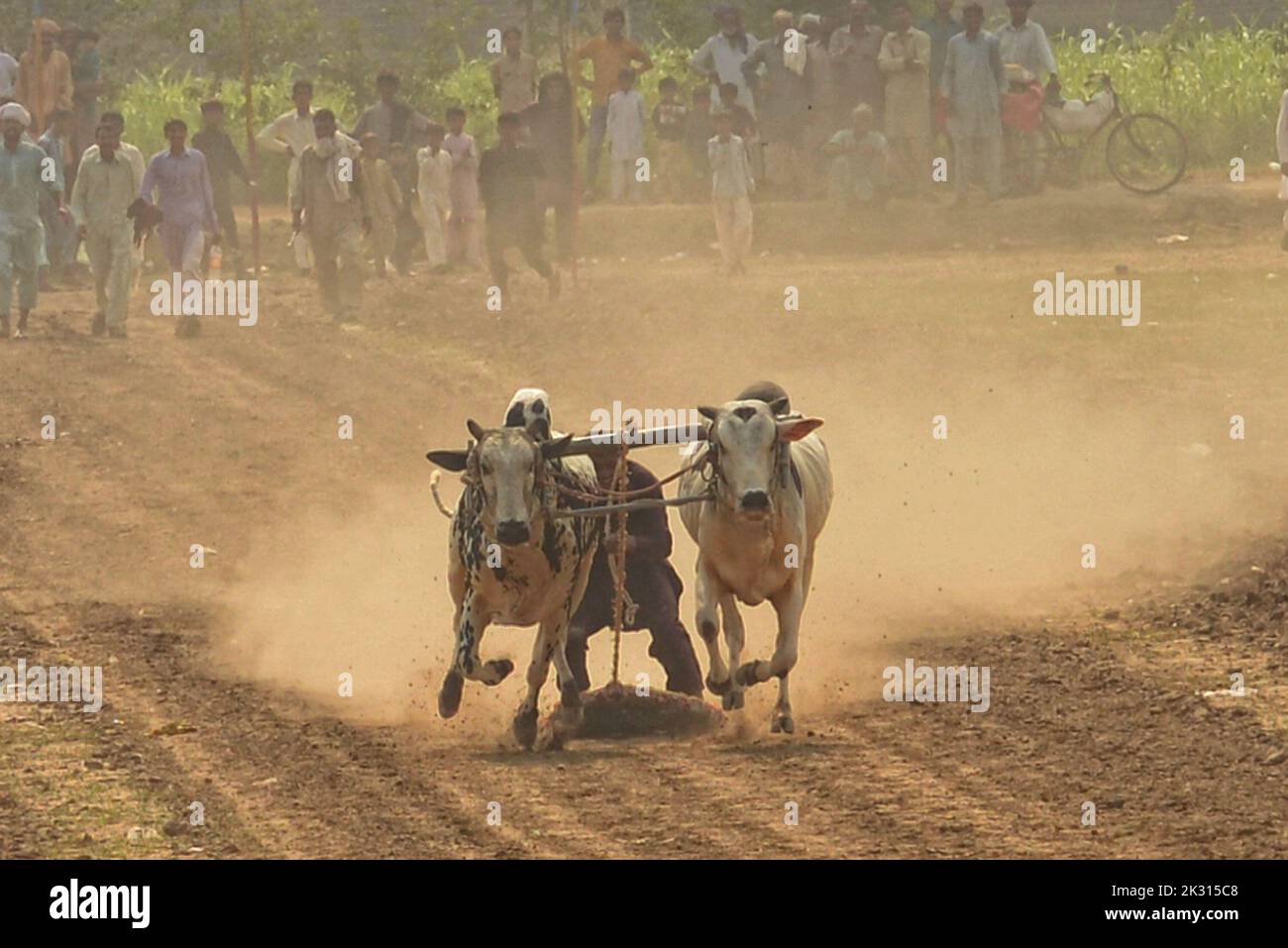 Suhaga bull race hi-res stock photography and images - Alamy