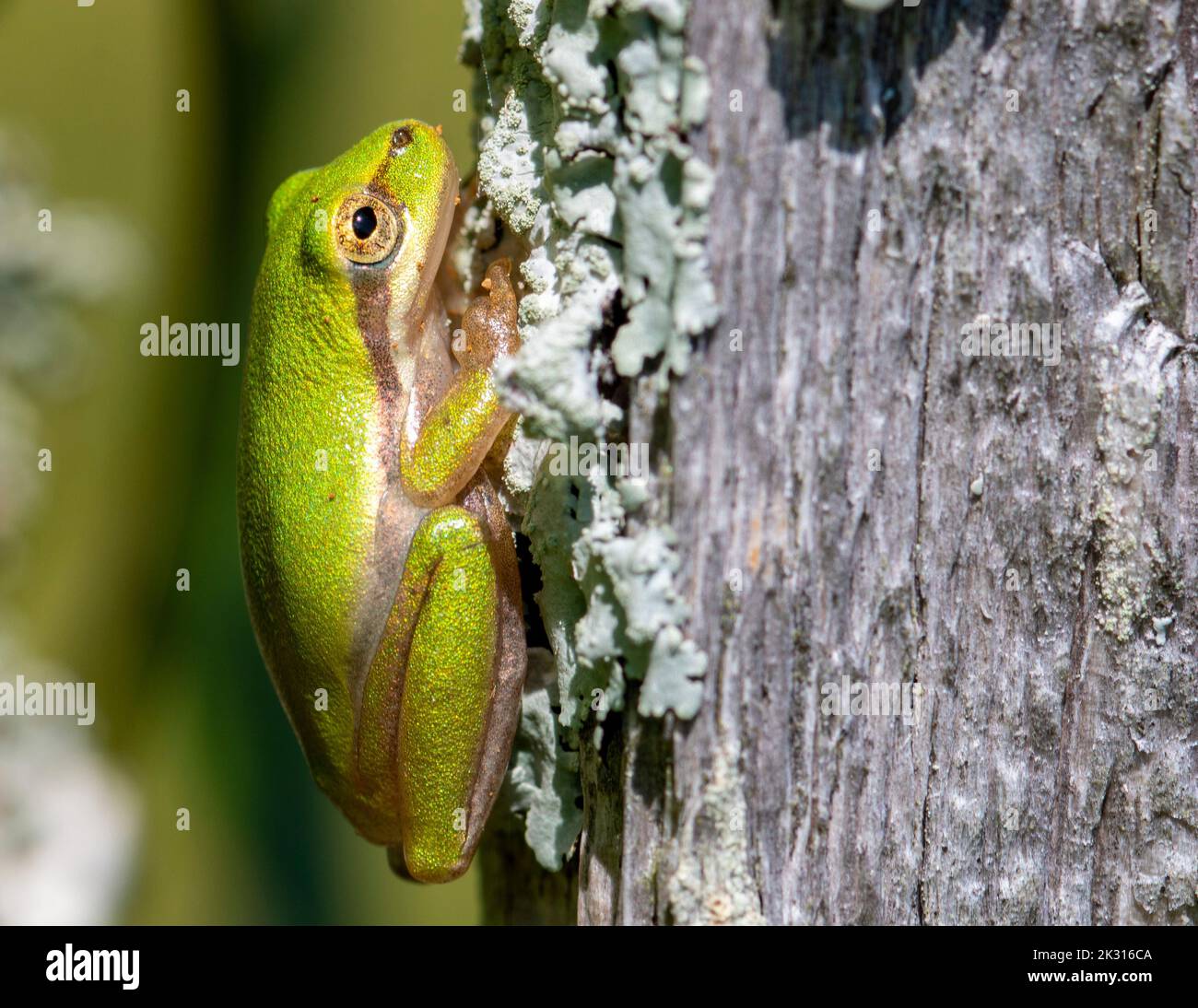 Frog fence hi-res stock photography and images - Alamy