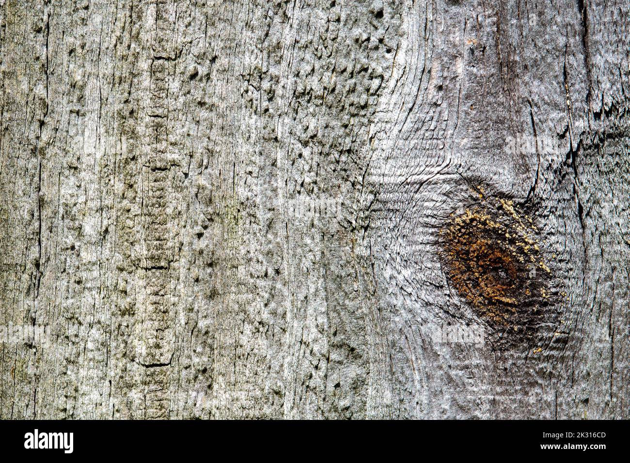 Tree Trunk Background for art or sreen saver Stock Photo - Alamy
