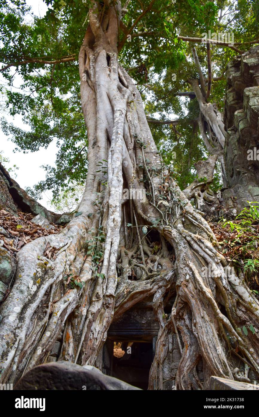 Tree roots hugging the Khmer building. Ta Prohm was a Buddhist temple ...