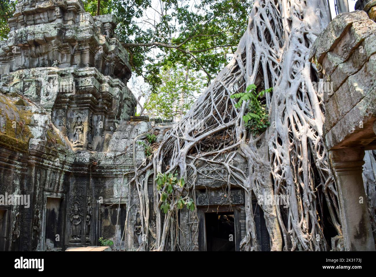 Tree roots hugging the Khmer building. Ta Prohm was a Buddhist temple ...