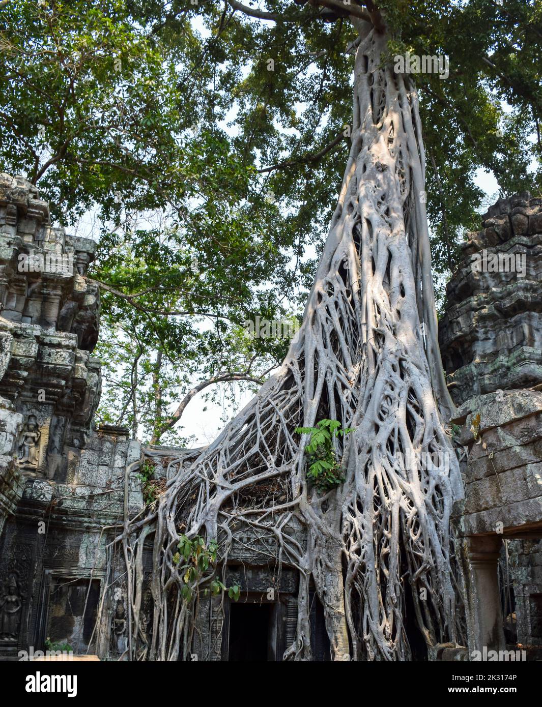 Tree roots hugging the Khmer building. Ta Prohm was a Buddhist temple ...