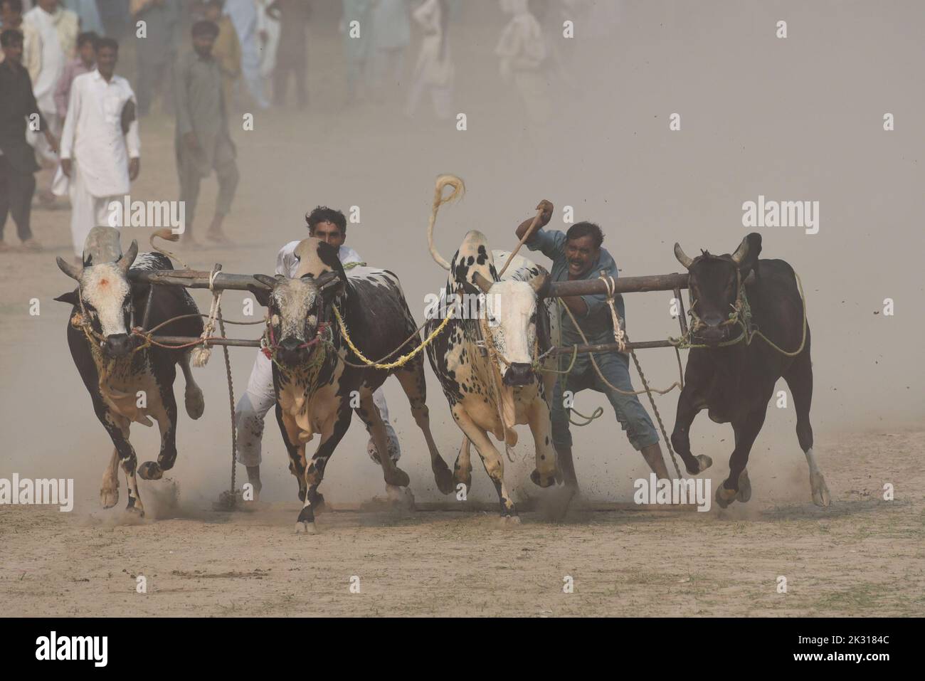 Tandlianwala, Pakistan. 23rd Sep, 2022. Pakistani farmer guides their ...