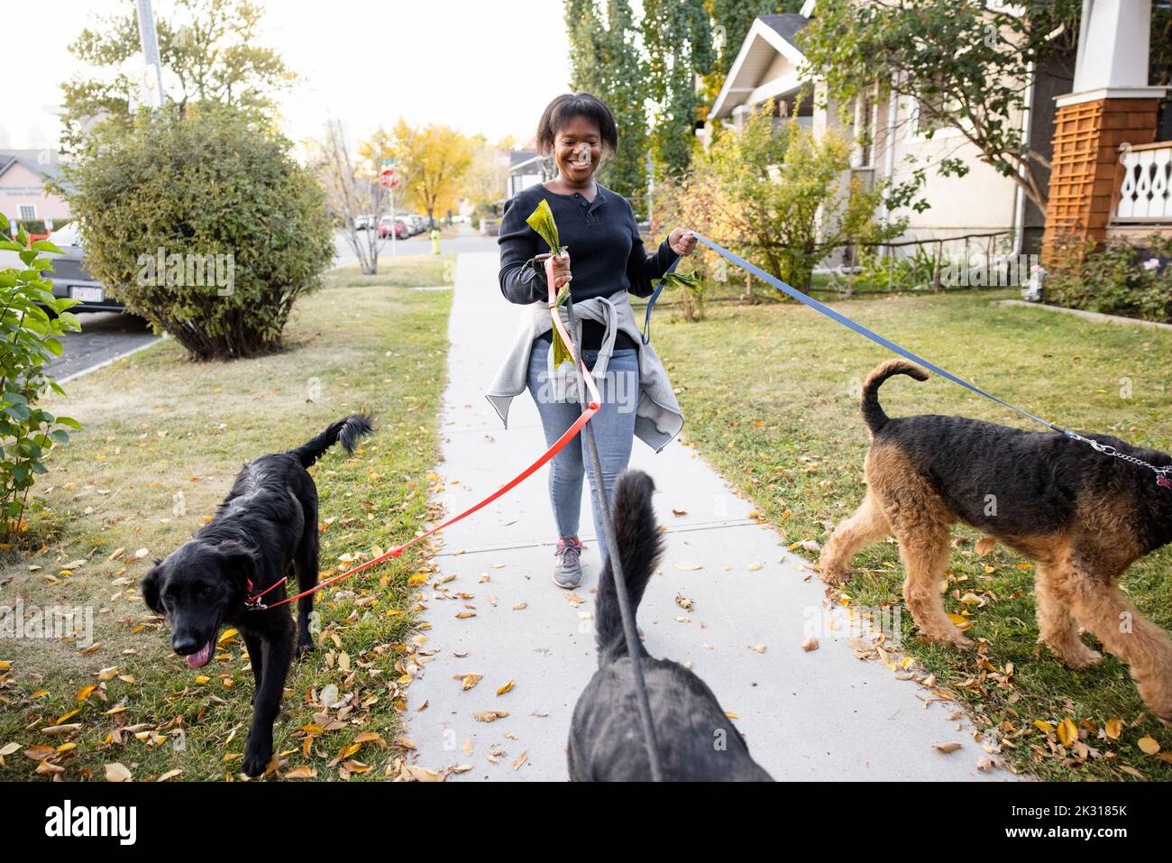 Dogs on pavement hi-res stock photography and images - Alamy