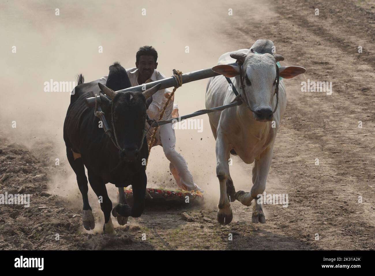 Farmers bulls race rural punjab hi-res stock photography and images - Alamy