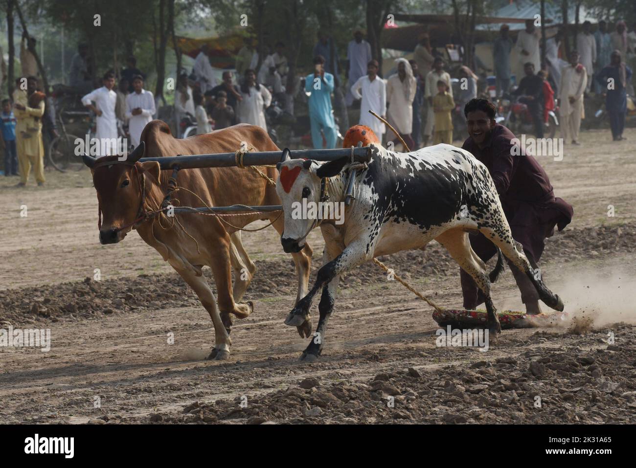 Farmers bulls race rural punjab hi-res stock photography and images - Alamy
