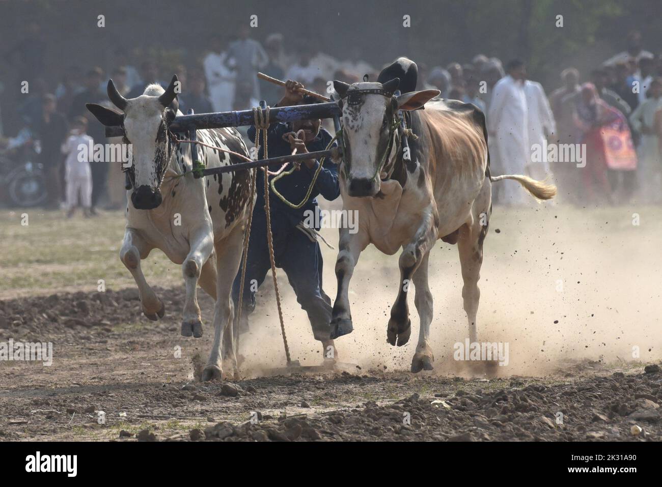 Farmers bulls race rural punjab hi-res stock photography and images - Alamy