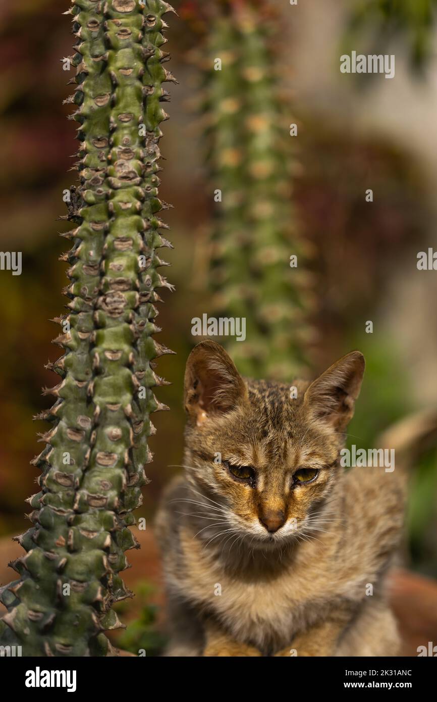 Furry cactus hi-res stock photography and images - Alamy