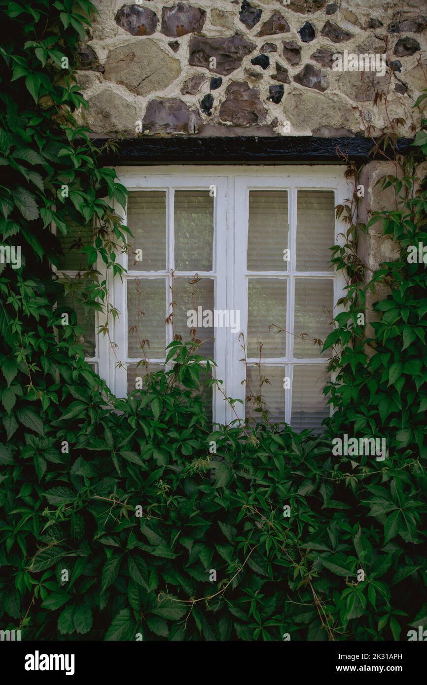 A vertical closeup of a window surrounded by green leaves of a wrapping ...