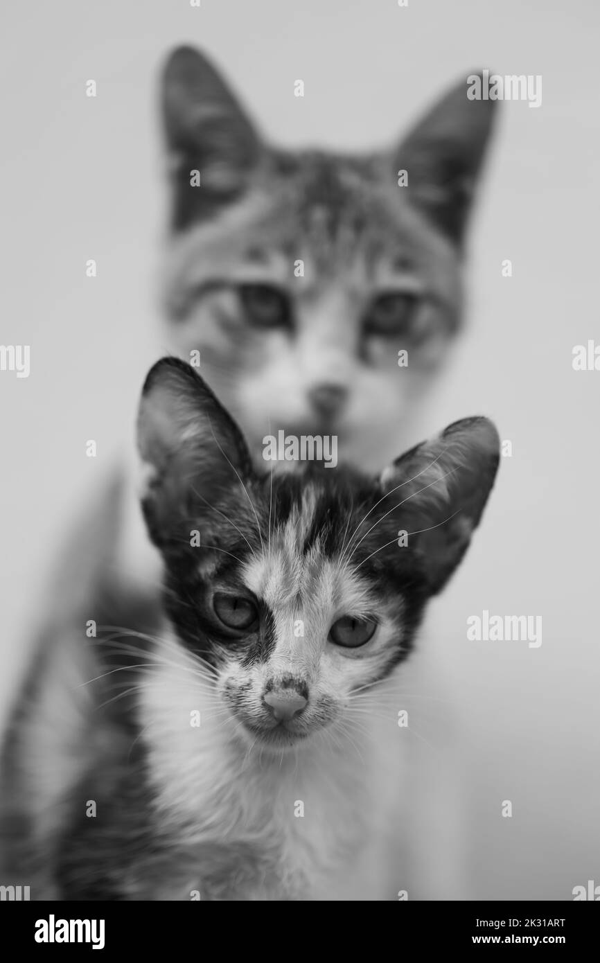 Portrait of two cats, one mother and one kitten siting together Stock ...